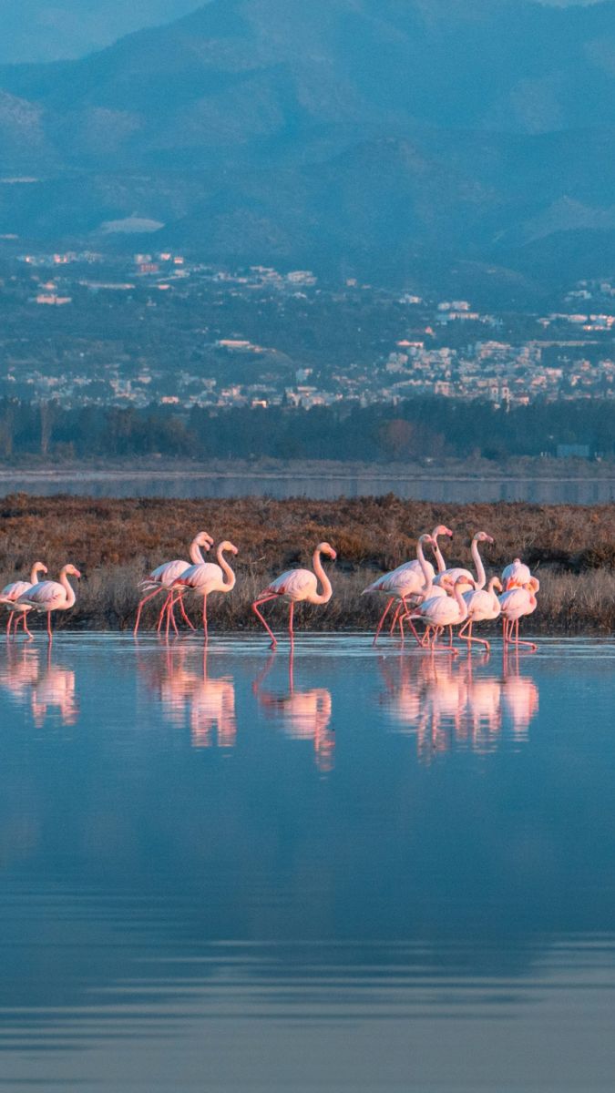 Kipras piedzīvojums pa Flamingo pēdām! 11/2025 - Rover - Atklājam ...