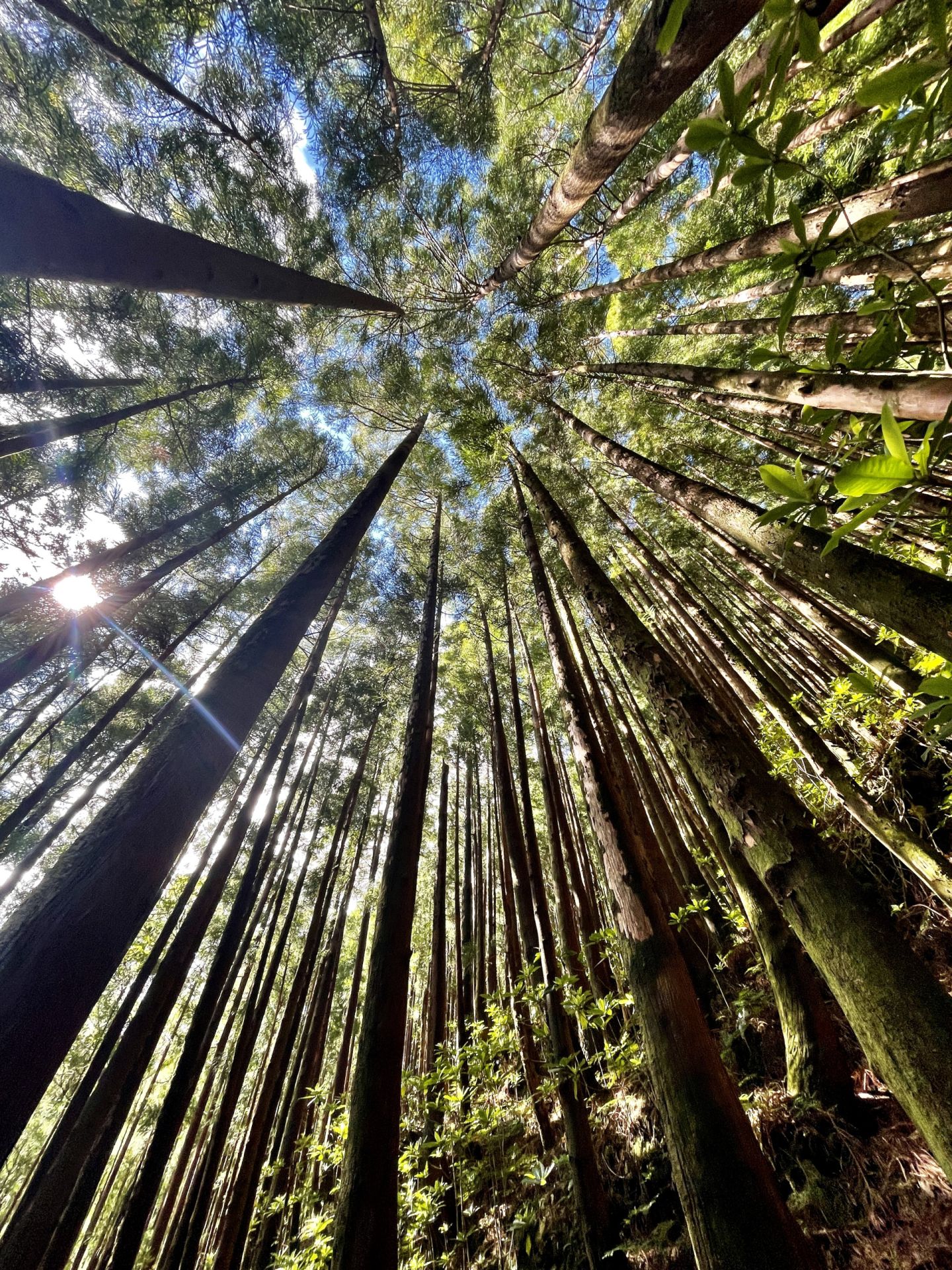 Azoru salas - Paradīzes Izaicinājums 10/2023 - Rover - Atklājam pasauli ...